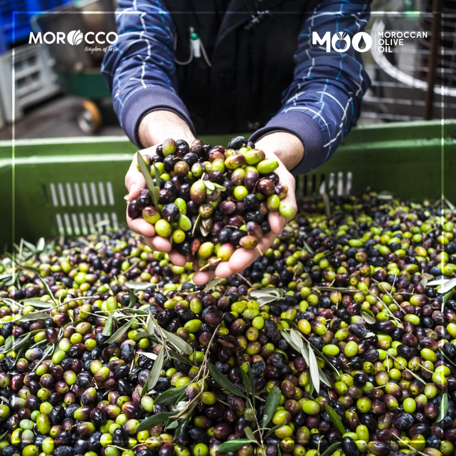 Moroccan Olive Oil: Benefits & Culinary Uses - Morocco